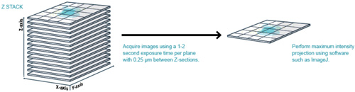 RNA Single Molecule FISH RNA Single Molecule FISH