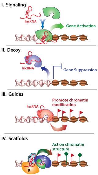 Long Non-Coding RNA (LncRNA) Long Non-Coding RNA (LncRNA)