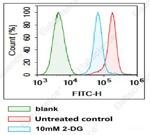 2-NBDG Glucose Uptake Cell-Based Kit