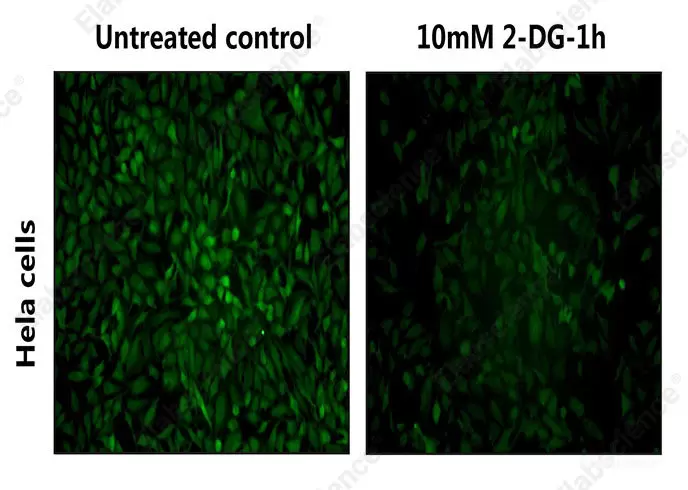 2-NBDG Glucose Uptake Cell-Based Kit