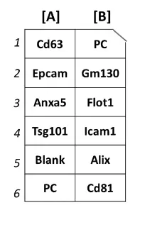 Mouse Exo-Check Exosome Antibody Array