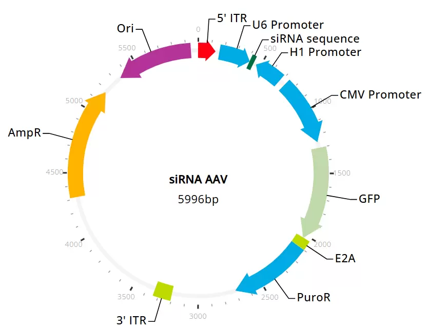 Atrx siRNA AAV Vector Set (Mouse), Accn.No.: NM_009530.2