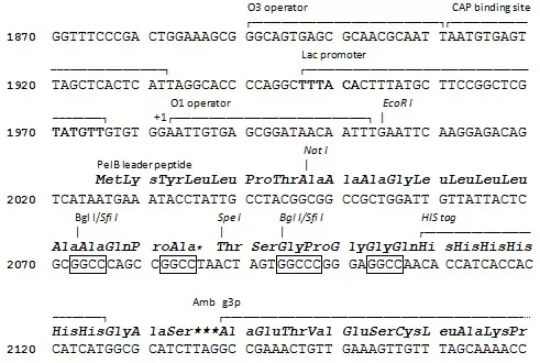 pADL-20c Phagemid Vector