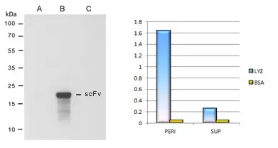 pADL-22c Phagemid Vector