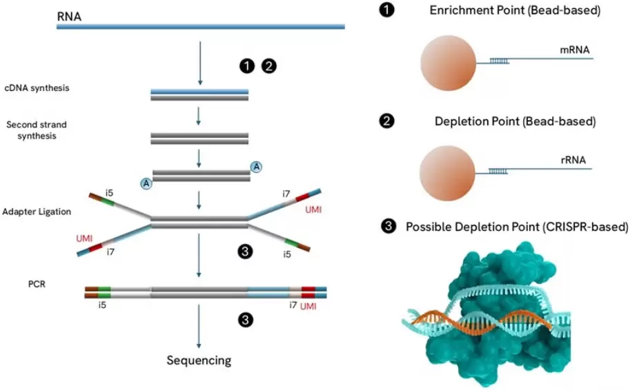 Total RNA-seq